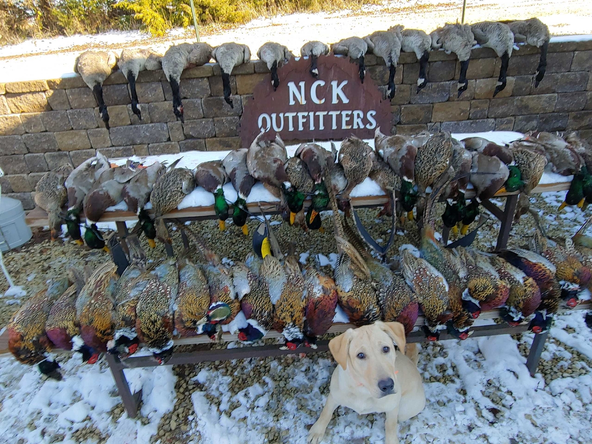 Kansas Pheasant Hunting Guide | Kansas Pheasant, Whitetail Deer ...